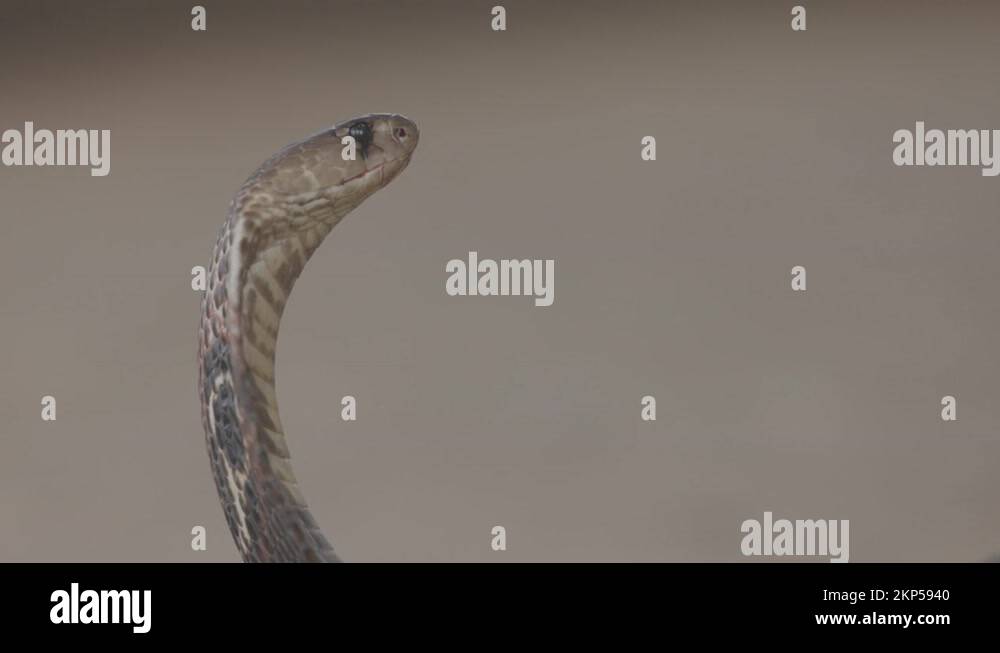 Indian spectacled Cobra Snake venomous with its hood - lat. Naja naja ...