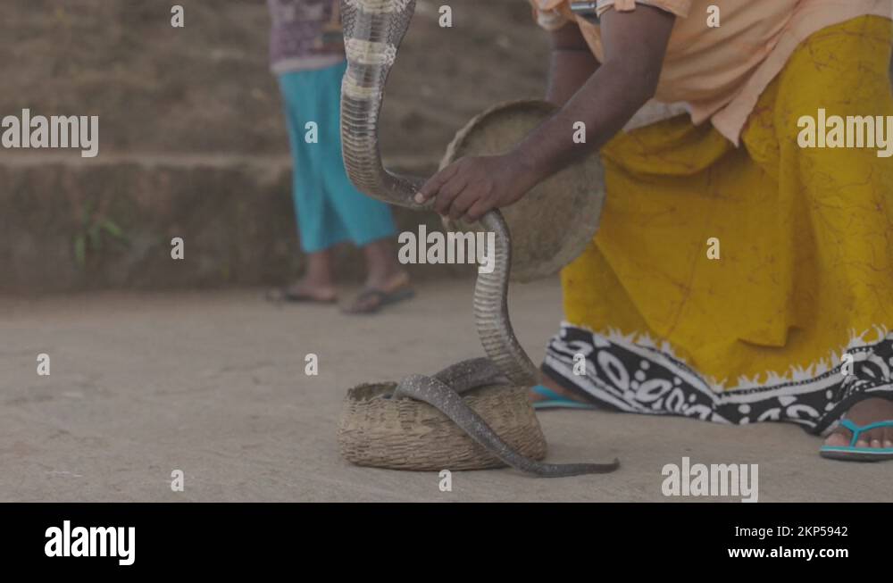 Indian spectacled Cobra Snake venomous with its hood - lat. Naja naja ...
