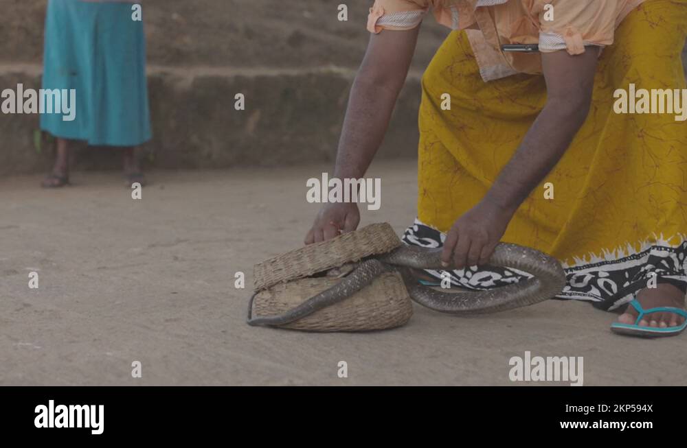 Indian spectacled Cobra Snake venomous with its hood - lat. Naja naja ...