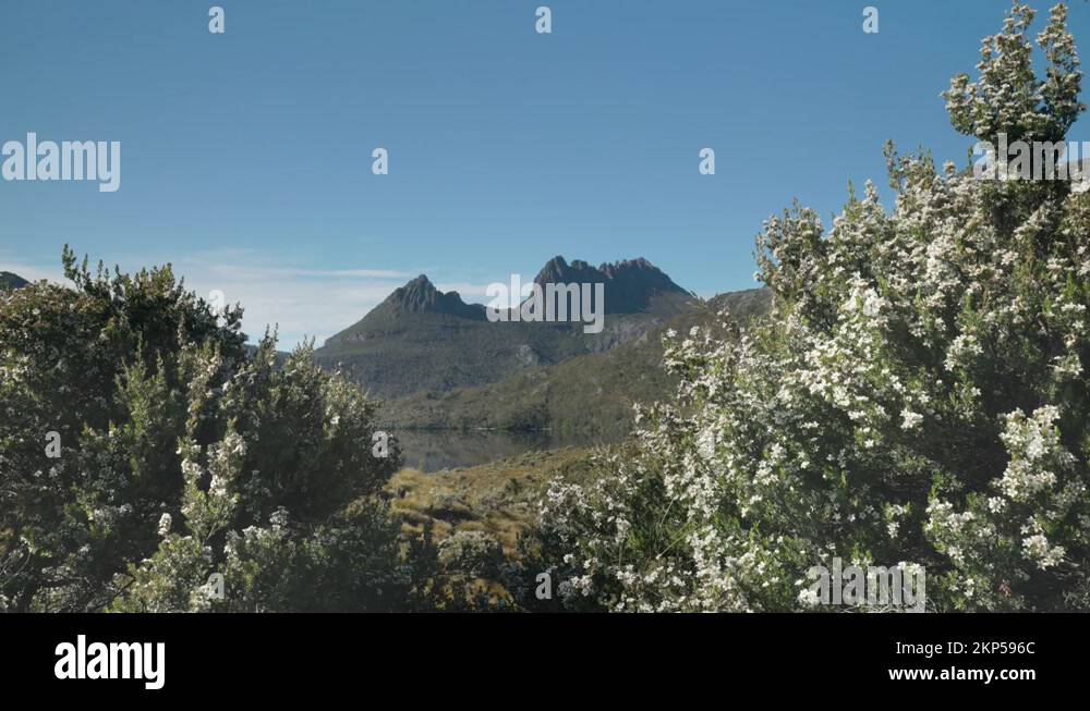 Plants of tasmania Stock Videos & Footage - HD and 4K Video Clips - Alamy