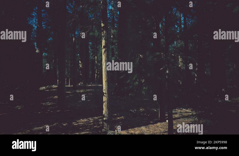 Scale of the giant sequoias of Sequoia National Park Stock Video ...