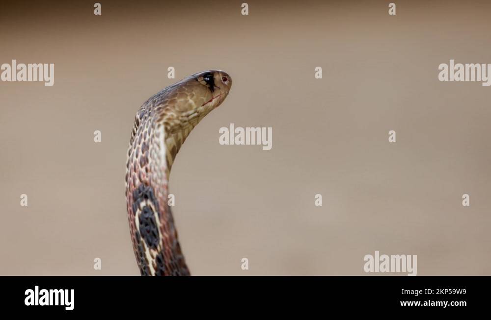 Indian spectacled Cobra Snake venomous with its hood - lat. Naja naja ... Indian spectacled Cobra Snake venomous with its hood - lat. Naja naja ...