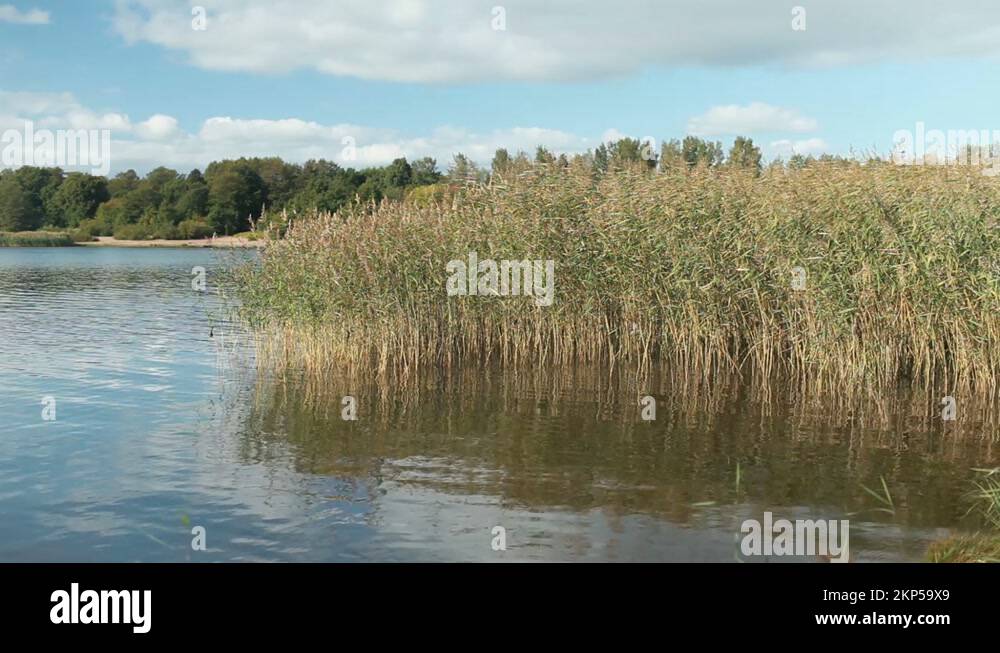 Overgrown coast lake cane Stock Videos & Footage - HD and 4K Video ...