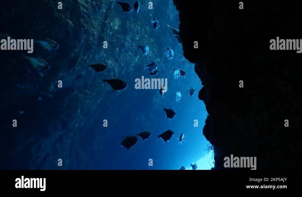 cave diving underwater exploring ocean scenery with fish scuba divers ...