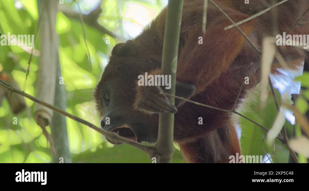 Monkey showing teeth Stock Videos & Footage - HD and 4K Video Clips - Alamy