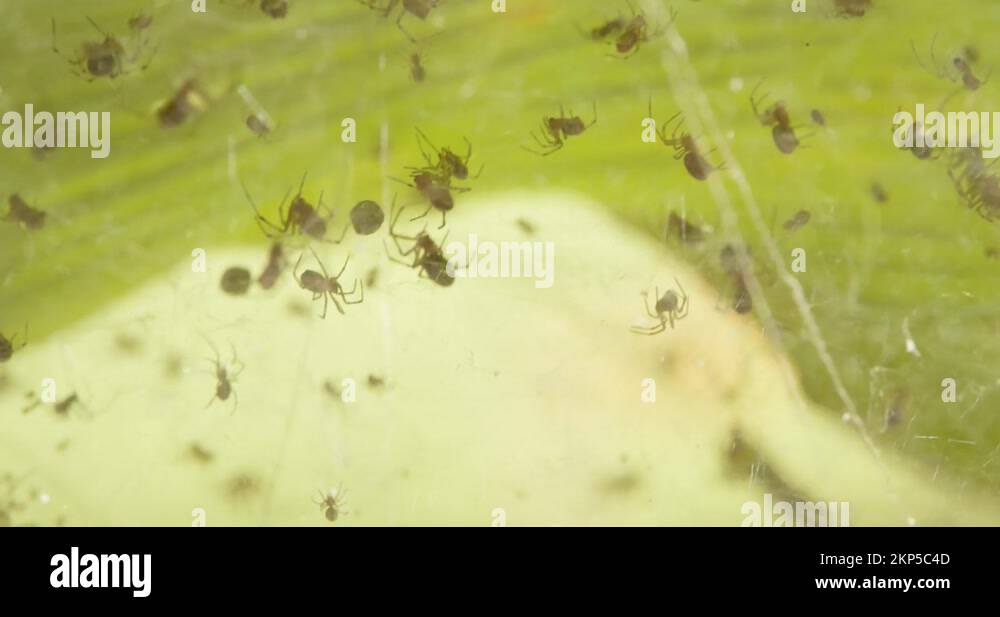 Amazon spiders Stock Videos & Footage - HD and 4K Video Clips - Alamy