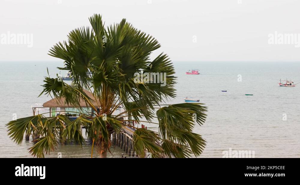 Tree wood vessels Stock Videos & Footage - HD and 4K Video Clips - Alamy