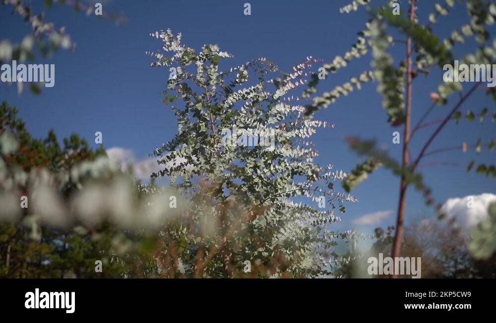 Eucalyptus tree seed Stock Videos & Footage - HD and 4K Video Clips - Alamy