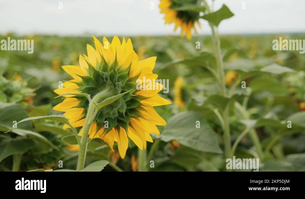 Back of sunflower Stock Videos & Footage - HD and 4K Video Clips - Alamy