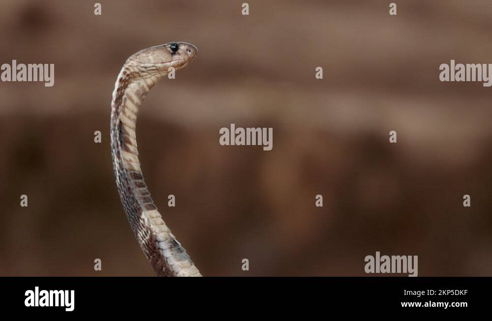 Indian spectacled Cobra Snake venomous with its hood - lat. Naja naja ...