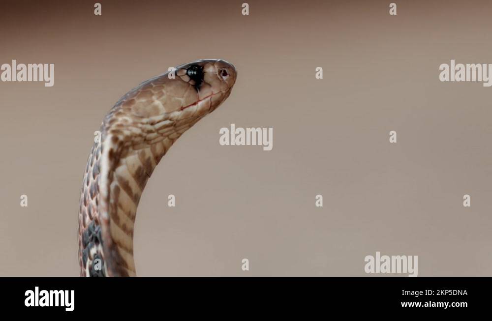 Indian spectacled Cobra Snake venomous with its hood - lat. Naja naja ...