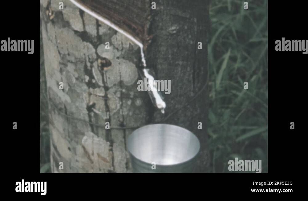 Tree bark with sap Stock Videos & Footage - HD and 4K Video Clips - Alamy