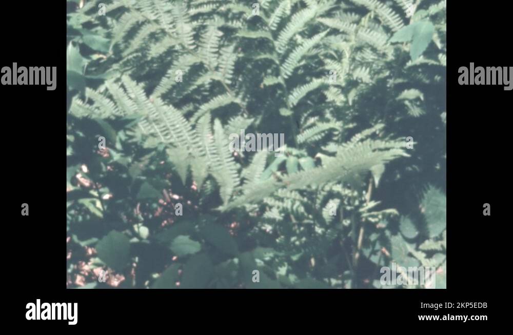 Growth of ferns Stock Videos & Footage - HD and 4K Video Clips - Alamy