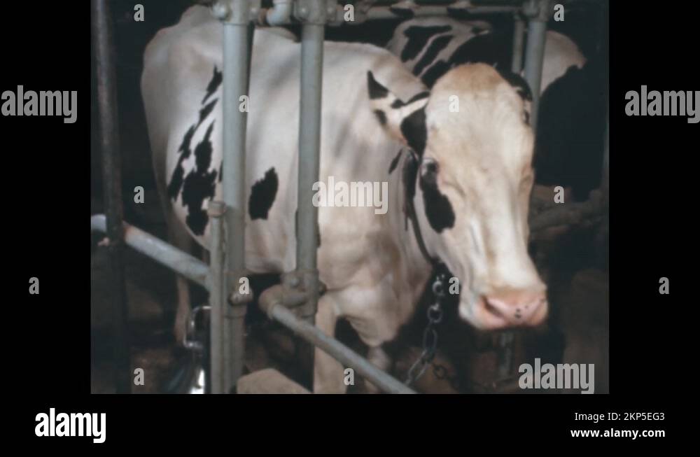 Cow and man Stock Videos & Footage - HD and 4K Video Clips - Alamy