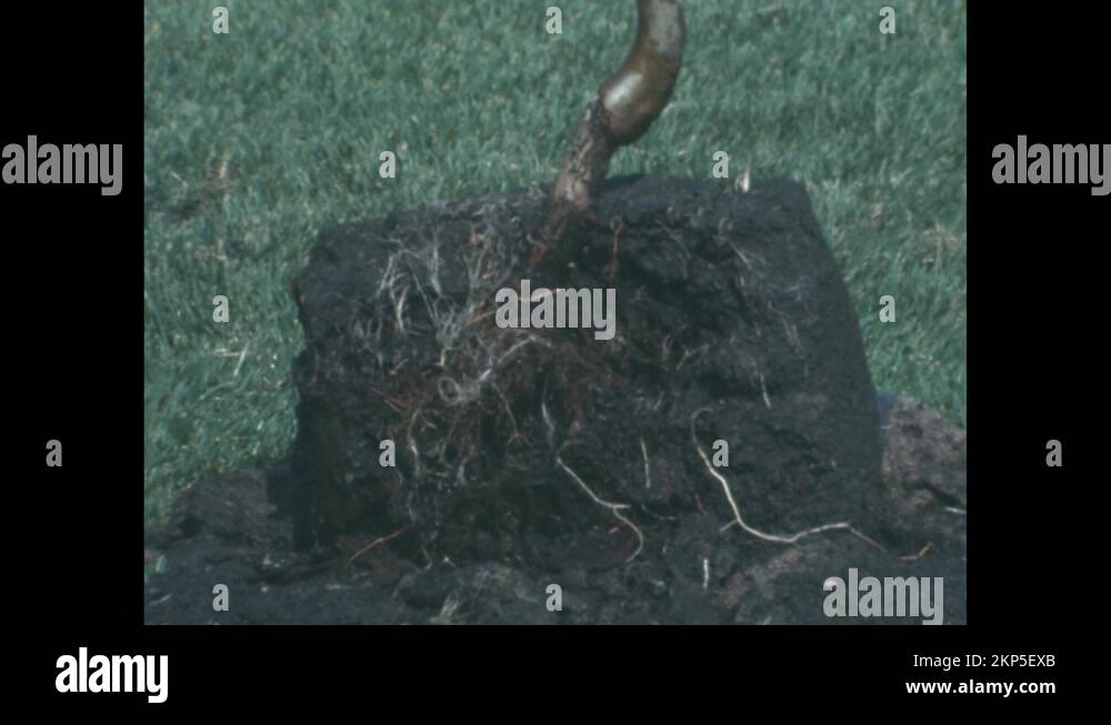 1950s: Block of compacted soil, exposed roots, tree with deformed ...