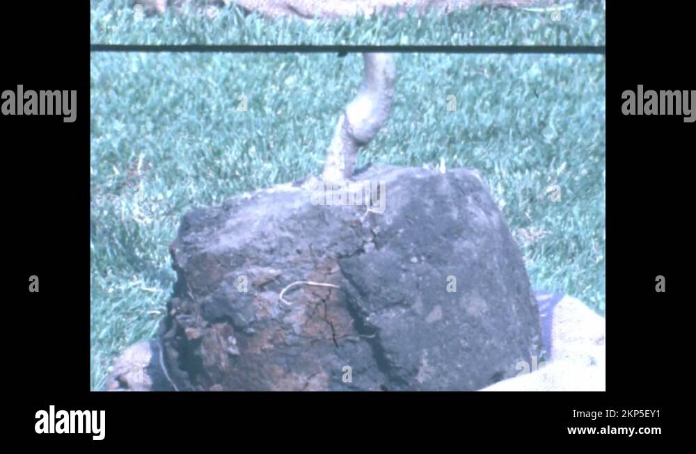 Deformed leaf Stock Videos & Footage - HD and 4K Video Clips - Alamy