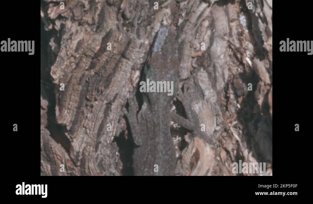 1950s: Lizard camouflage on a tree trunk, starts to climb. Birds trying ...