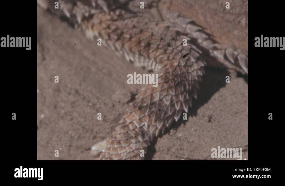 Foot lizard Stock Videos & Footage - HD and 4K Video Clips - Alamy