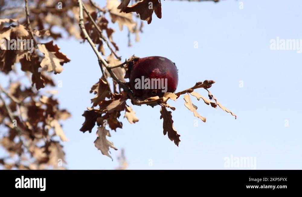Oak tree fruit Stock Videos & Footage - HD and 4K Video Clips - Alamy