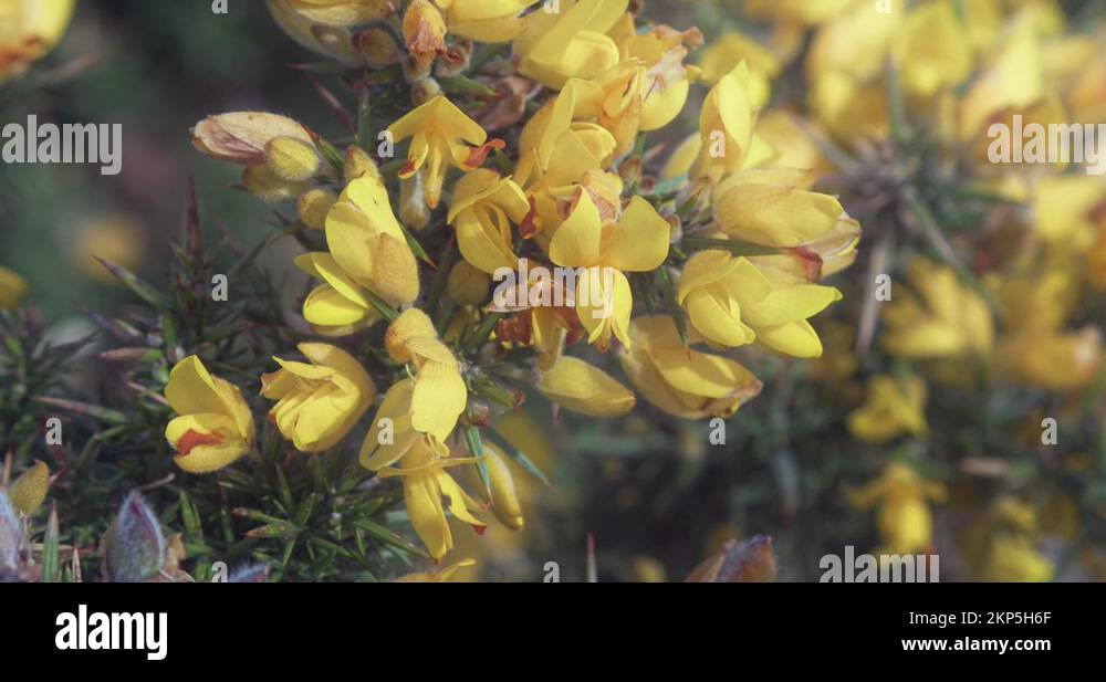 Cornish flower Stock Videos & Footage - HD and 4K Video Clips - Alamy