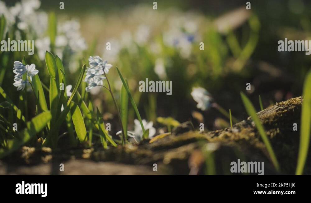 Butter flowers Stock Videos & Footage - HD and 4K Video Clips - Alamy