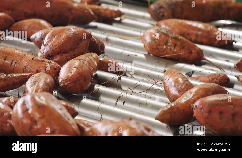 Washing and sorting of sweet potatoes in an agricultural packing ...