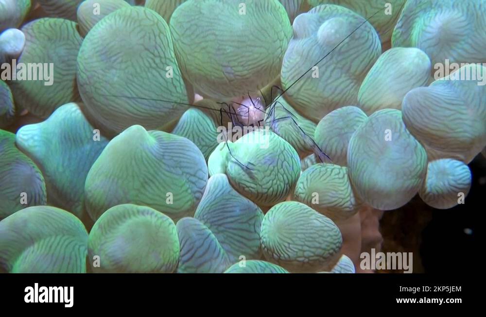 Bubble Coral Shrimp (Vir philippinensis) - Philippines Stock Video ...