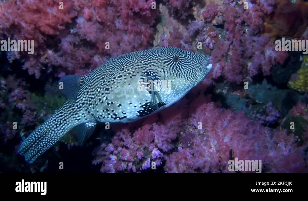 Map Pufferfish (Arothron mappa) and Soft Coral - Philippines Stock ...