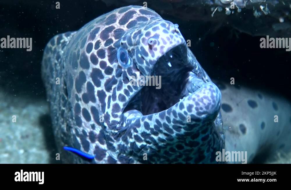 Giant moray eel face Stock Videos & Footage - HD and 4K Video Clips - Alamy