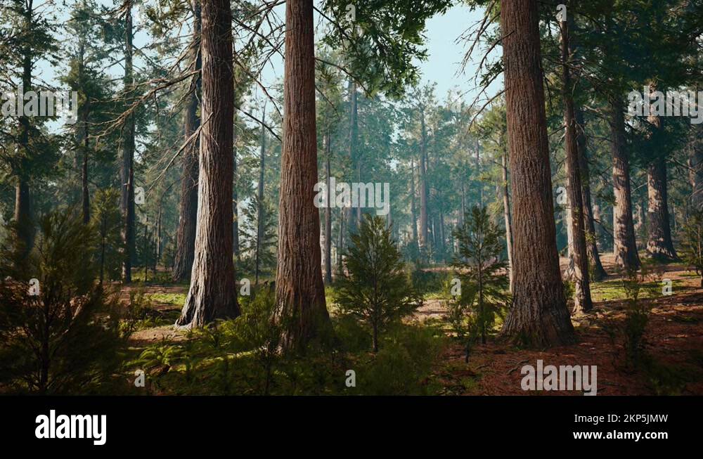 giant sequoias in the giant forest grove in the Sequoia National Park ...