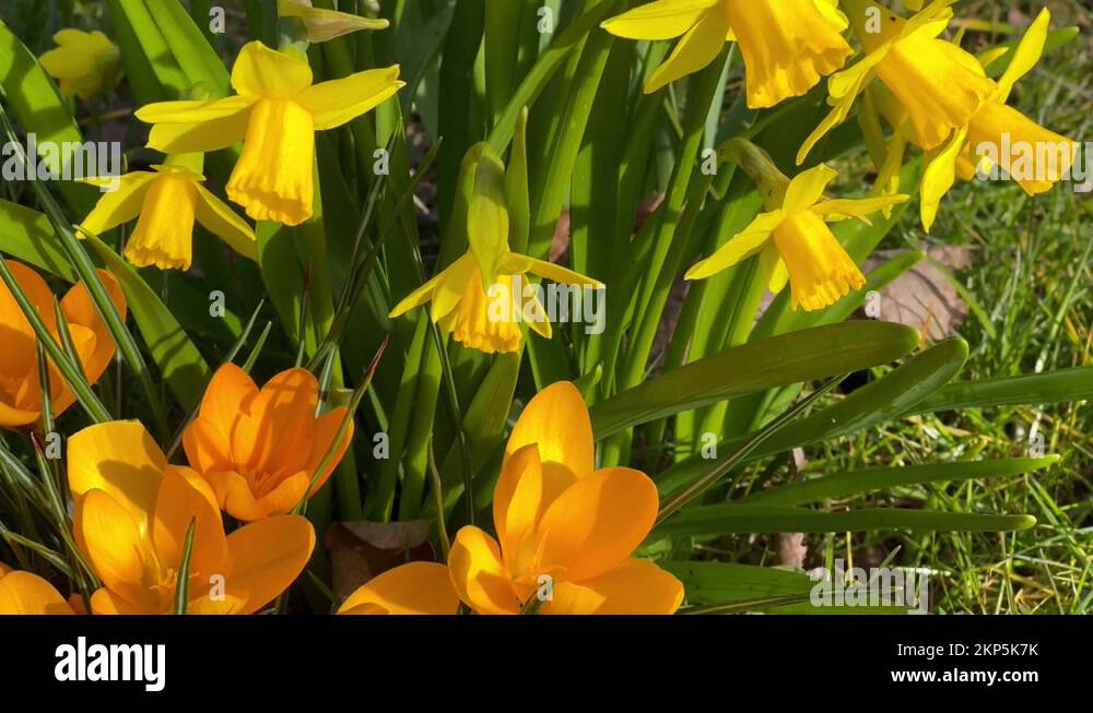 Garden daffodil crocus Stock Videos & Footage - HD and 4K Video Clips - Alamy