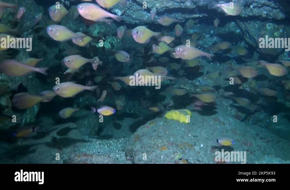 Underwater Cavern Scenic with Sweepers (Pempheridae) - Philippines ...