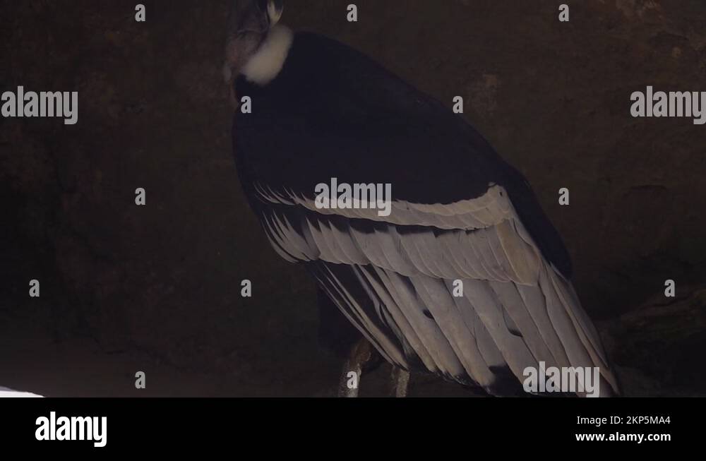 Gryphus Stock Videos & Footage - HD and 4K Video Clips - Alamy