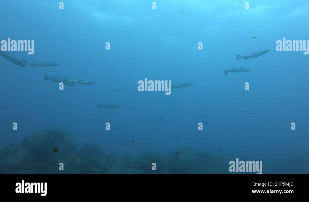 Barracuda fish shoal in Fernando de Noronha Scuba diving in Brazil ...