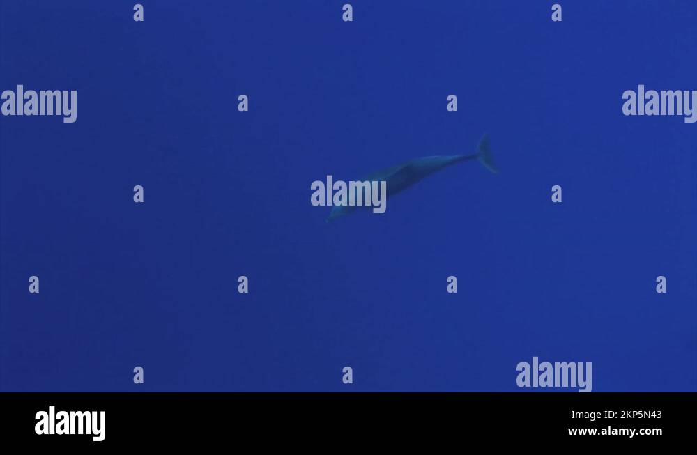 Indian ocean bottlenose dolphin tursiops aduncus Stock Videos & Footage ...