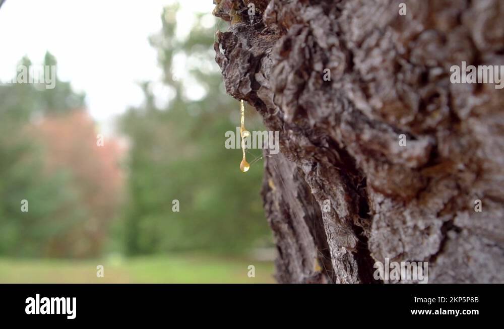 Pitch pine tree Stock Videos & Footage - HD and 4K Video Clips - Alamy