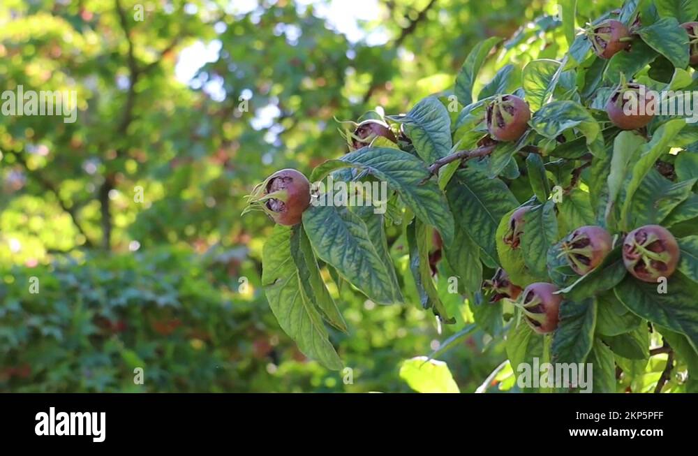 Medlar tree fruit Stock Videos & Footage - HD and 4K Video Clips - Alamy