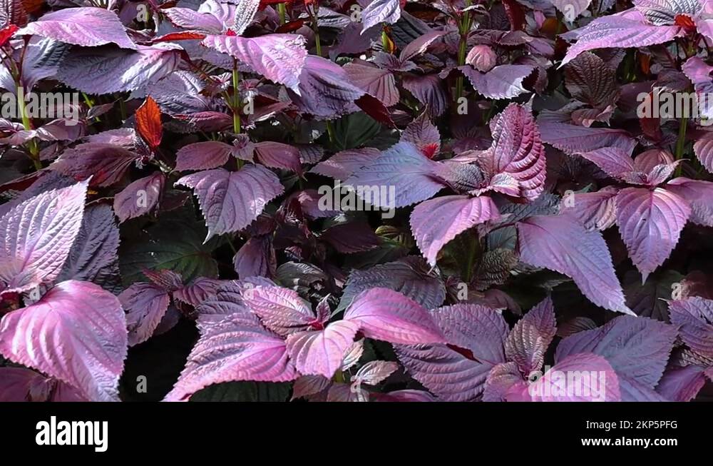 Perilla Stock Videos & Footage - HD and 4K Video Clips - Alamy