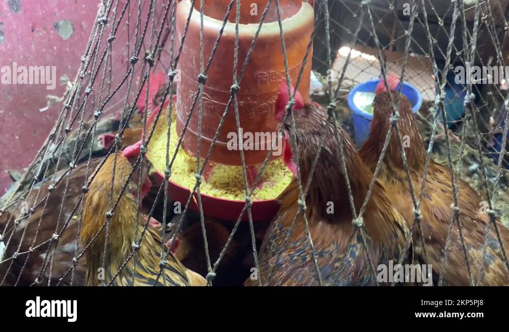 Liveanimals Stock Videos & Footage - HD and 4K Video Clips - Alamy