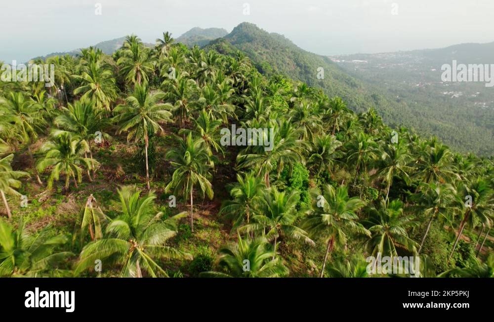 Tropical rainforest at the top of the mountain in Ko Samui, Thailand ...