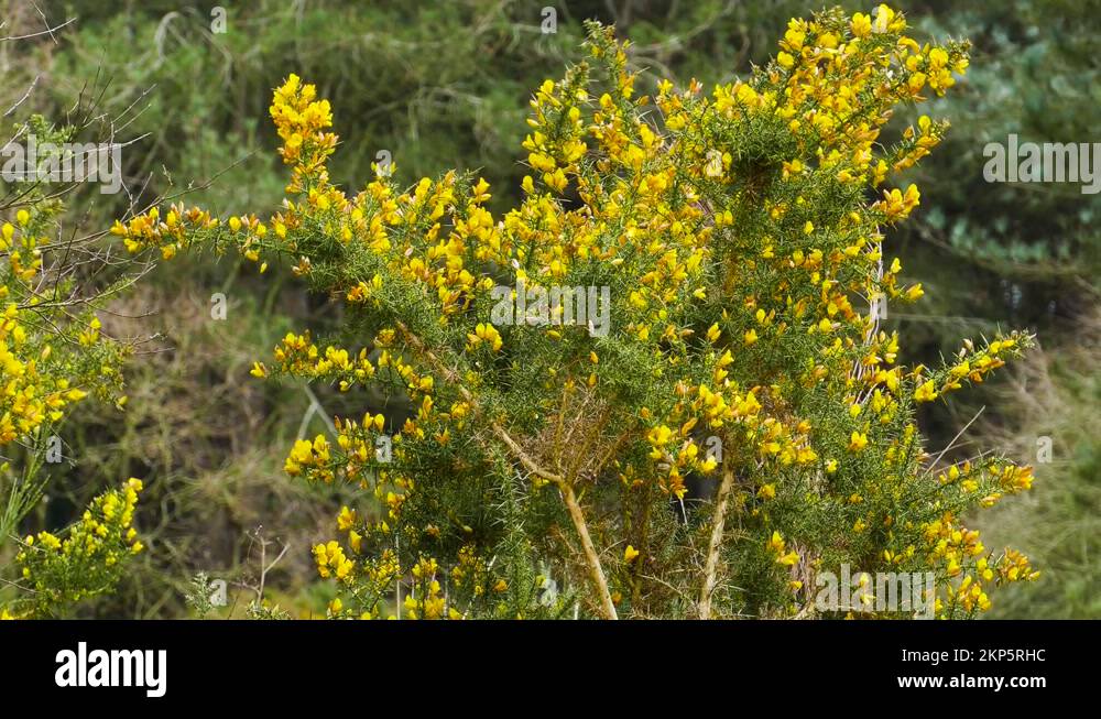 Flower bush tree Stock Videos & Footage - HD and 4K Video Clips - Alamy