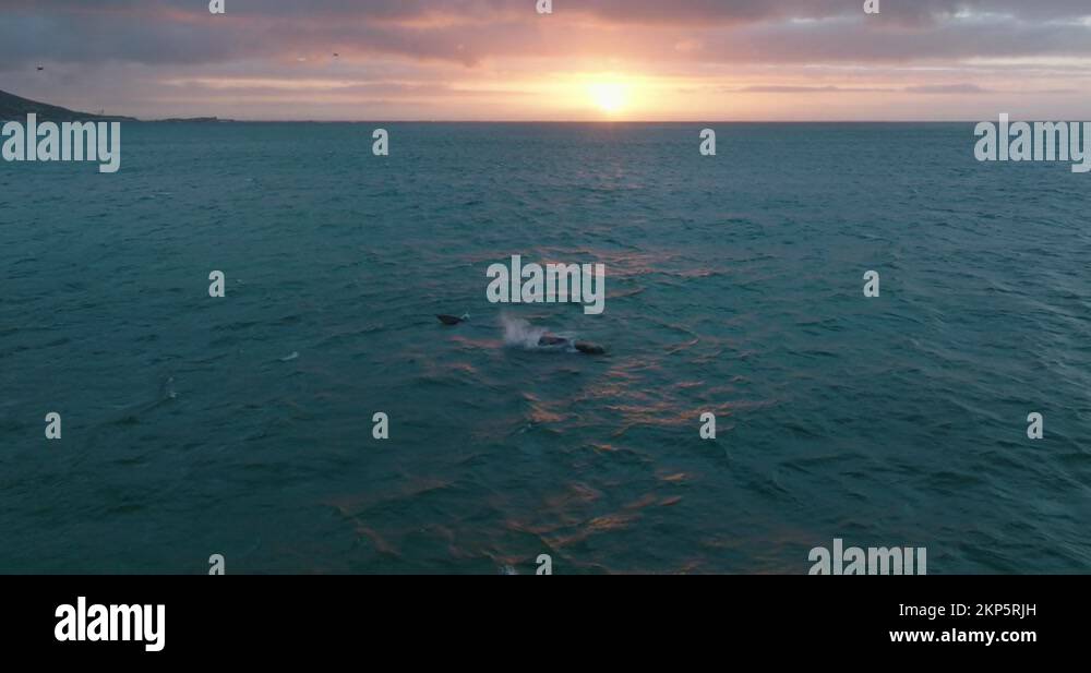 Africa animals wave wildlife Stock Videos & Footage - HD and 4K Video ...