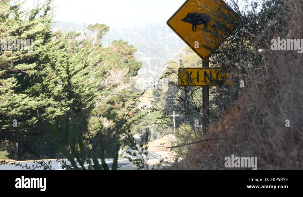 Pig crossing Stock Videos & Footage - HD and 4K Video Clips - Alamy