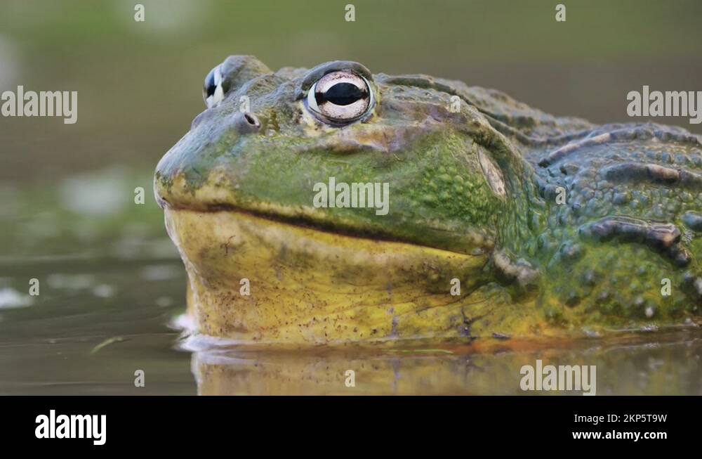 African bullfrog species Stock Videos & Footage - HD and 4K Video Clips ...