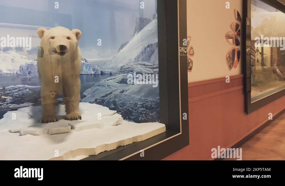 Bear history Stock Videos & Footage - HD and 4K Video Clips - Alamy