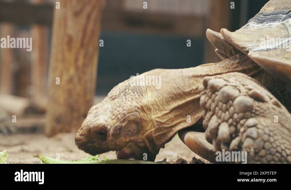 Tortoise funny Stock Videos & Footage - HD and 4K Video Clips - Alamy
