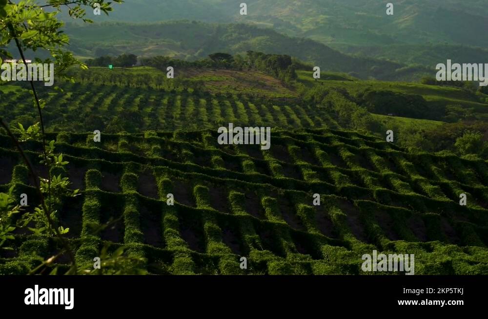 Columbia coffee farming Stock Videos & Footage - HD and 4K Video Clips ...