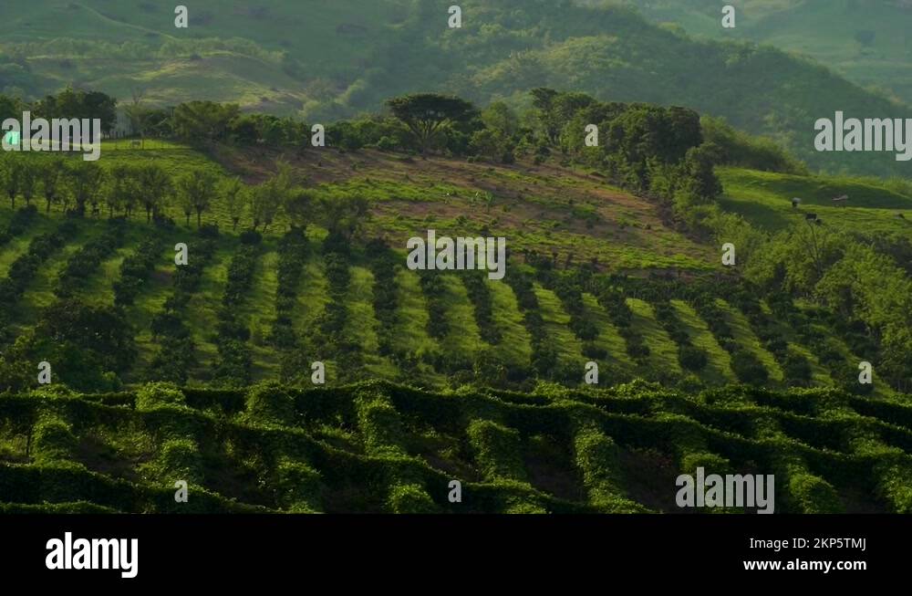 Lush green Coffee farm landscape in Valpareiso, Colombia Stock Video ...