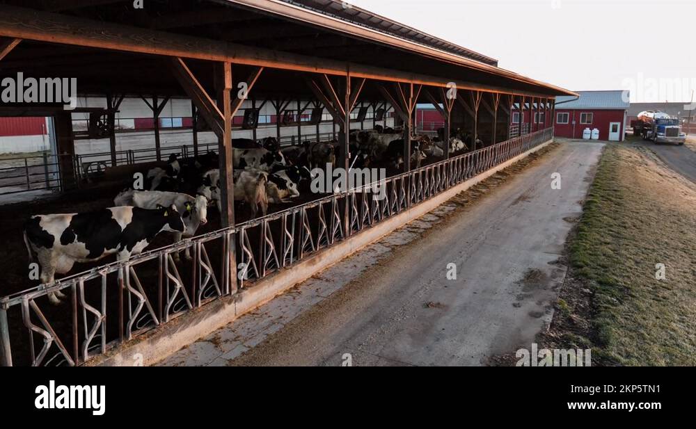 Holstein cows in free stall barn. Agriculture in USA theme. Cattle in ...