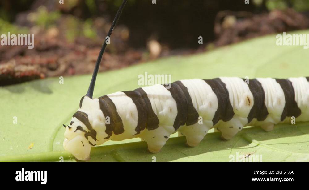 Hawk moth caterpillar with its distinctive horn; close-up on leaf Stock ...